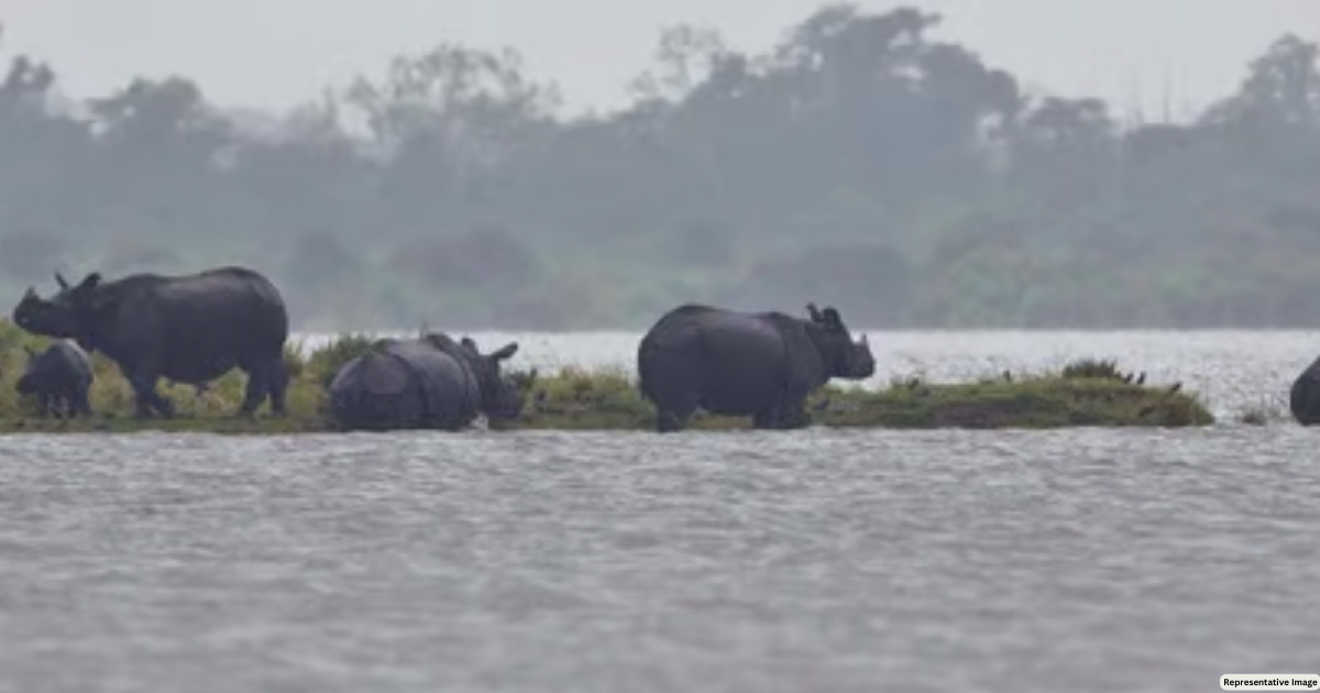 Assam floods: 137 wild animals, including 6 Rhinos dead in Kaziranga ...